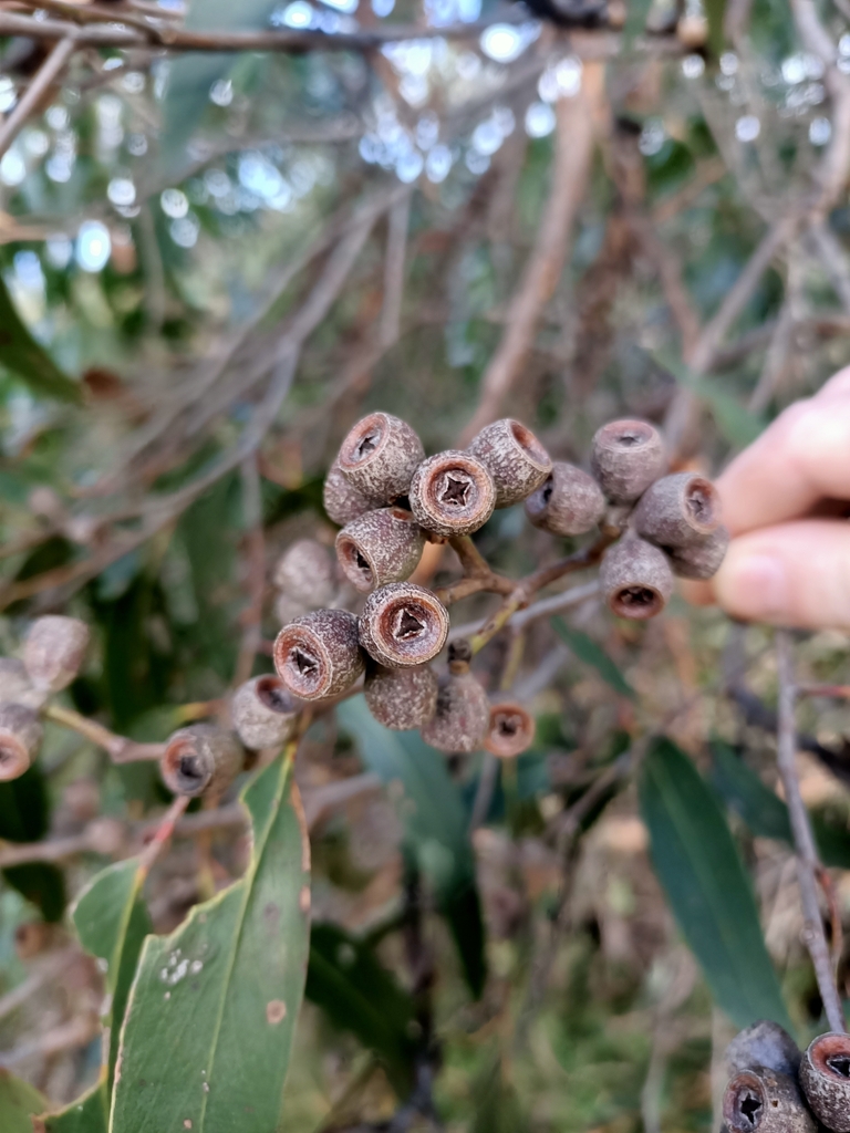 Brown-top Stringybark from Anglesea VIC 3230, Australia on August 4 ...