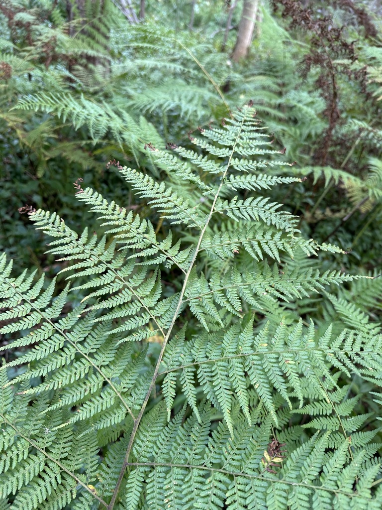 Common Ground Fern from Brisbane QLD, Australia on August 4, 2023 at 12 ...