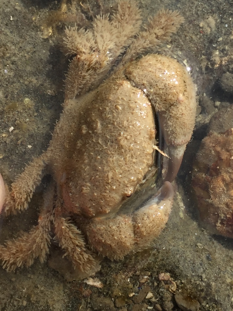 Pilumnus lumpinus (Intertidal and Coastal Species of the East Coast ...