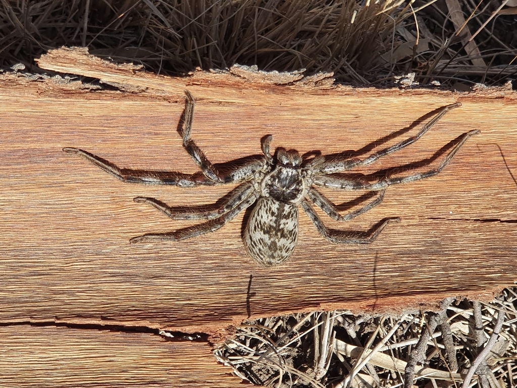 Eastern Banded Huntsman from Glenmorgan QLD 4423, Australia on August 4 ...