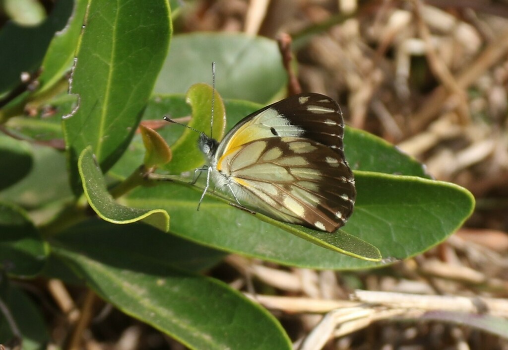 African Common White from Dakeni, South Africa on July 25, 2023 at 11: ...