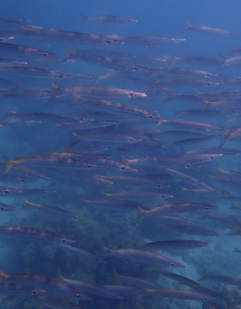 Striped Barracuda from South Pacific Ocean, Hope Vale, QLD, AU on ...