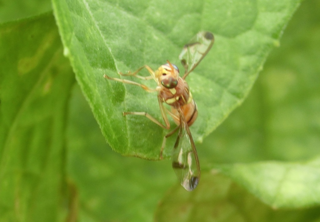 Zeugodacus from 台灣雲林縣 on August 4, 2023 at 10:52 AM by r88621108 ...