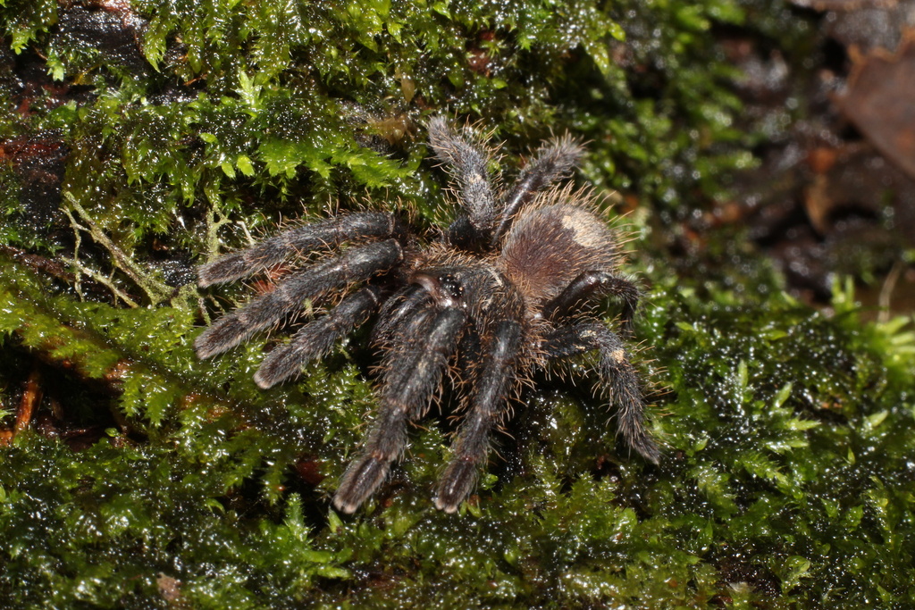 Southeast Asian Tarantulas from Vườn Quốc Gia Cát Tiên, Vinh Cuu, Dong ...
