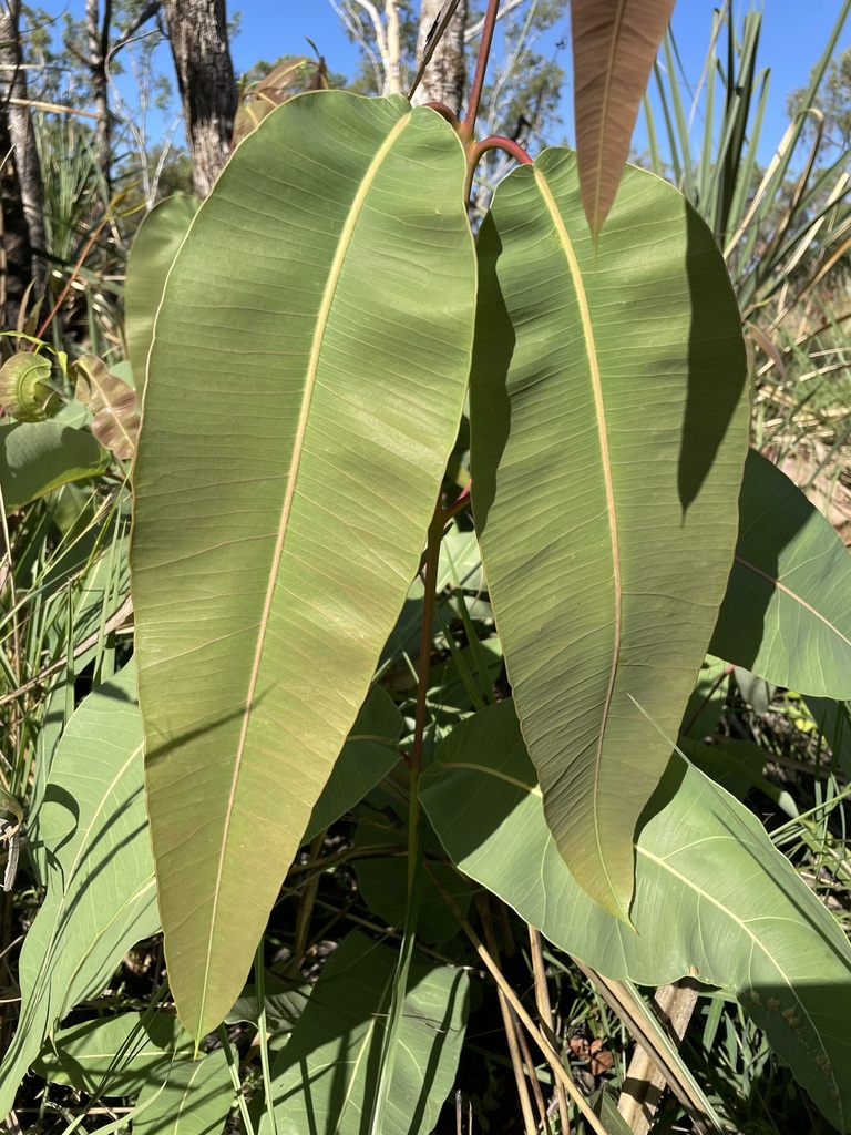 swamp bloodwood (Corymbia ptychocarpa) - Botanical Realm