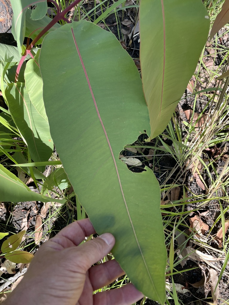 swamp bloodwood (Corymbia ptychocarpa) - Botanical Realm