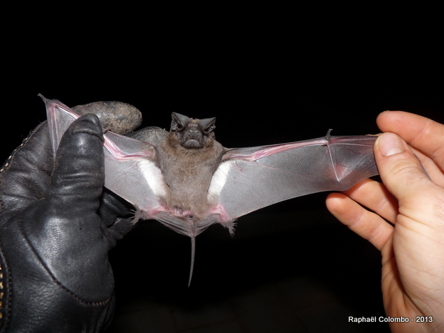 Nigerian free-tailed bat (Bats of Ivory Coast) · iNaturalist