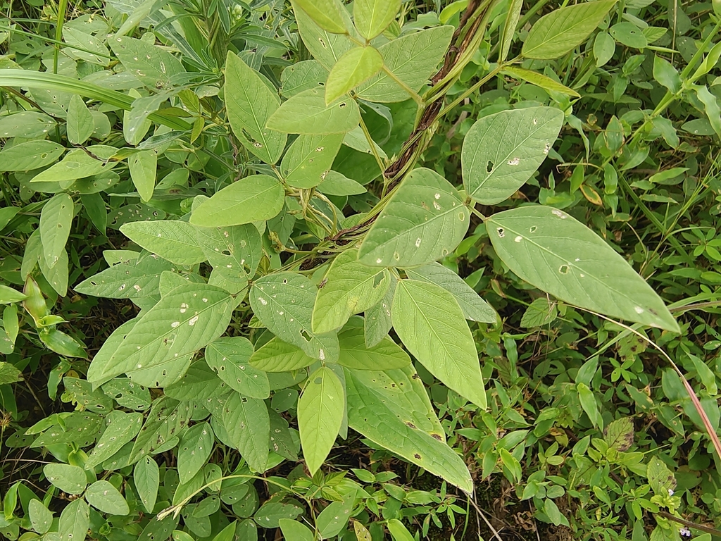 Flemingia prostrata from Yichun, CN-JX, CN on August 3, 2023 at 04:48 ...