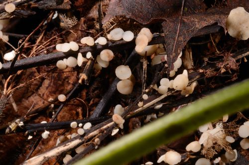 Photo 30698716, (c) Eugene Popov, some rights reserved (CC BY ...