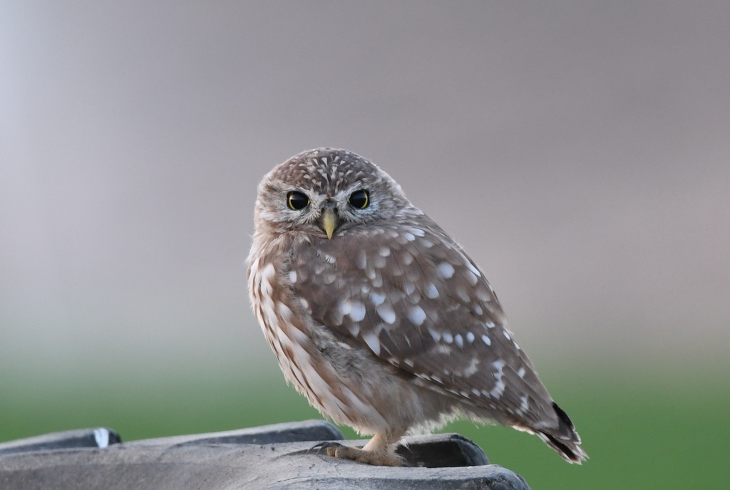 Little Owl from Borujen, IR-CM, IR on August 4, 2023 at 06:27 AM by ...