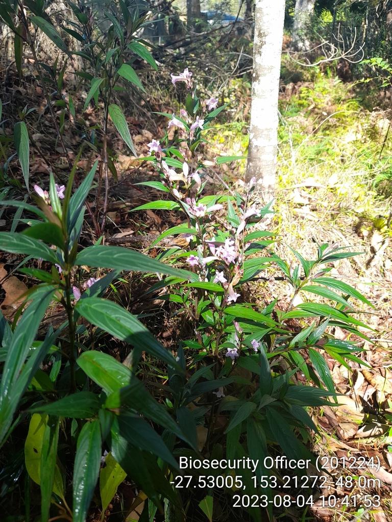 goldfussia from Alexandra Hills QLD 4161, Australia on August 4, 2023 ...