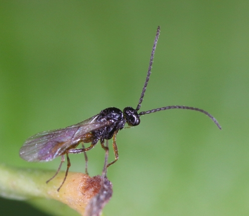 Photo 306998767, (c) Alan Manson, some rights reserved (CC BY ...