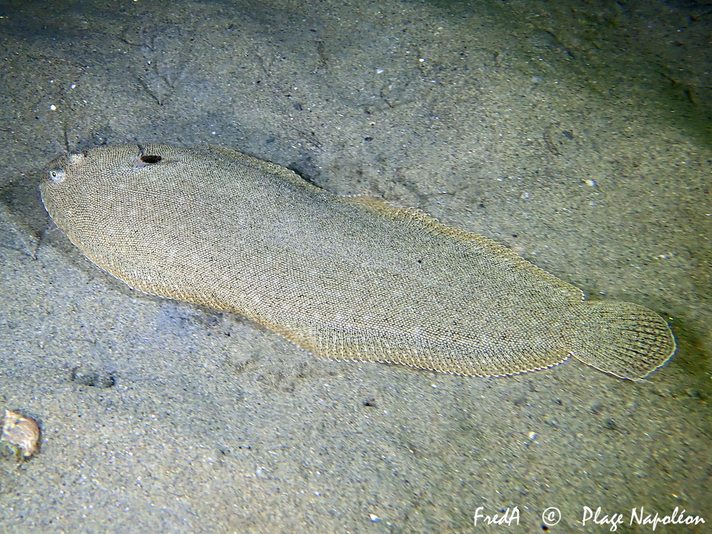 Common Sole (Solea solea) - Marine Life Identification