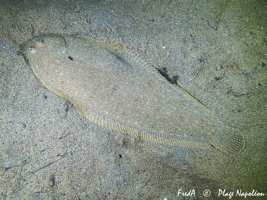 Common Sole (Solea solea) - Marine Life Identification