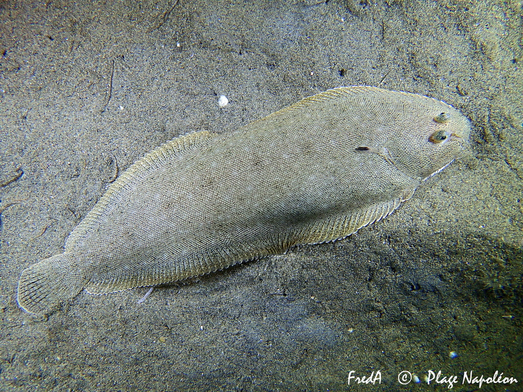 Common Sole (Solea solea) - Marine Life Identification
