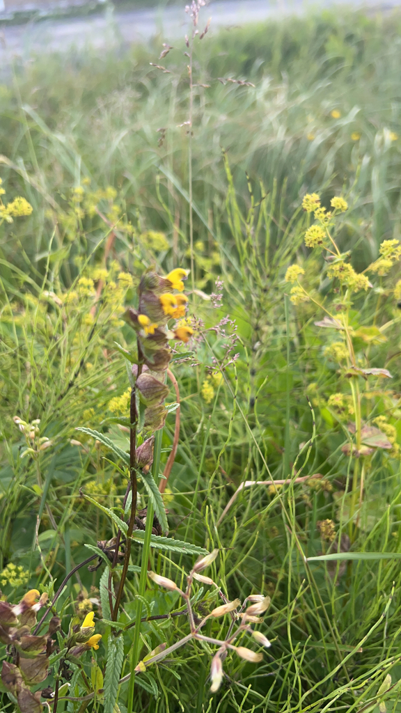 Yellow Rattle from Raleigh on August 4, 2023 at 08:03 AM by Genell ...