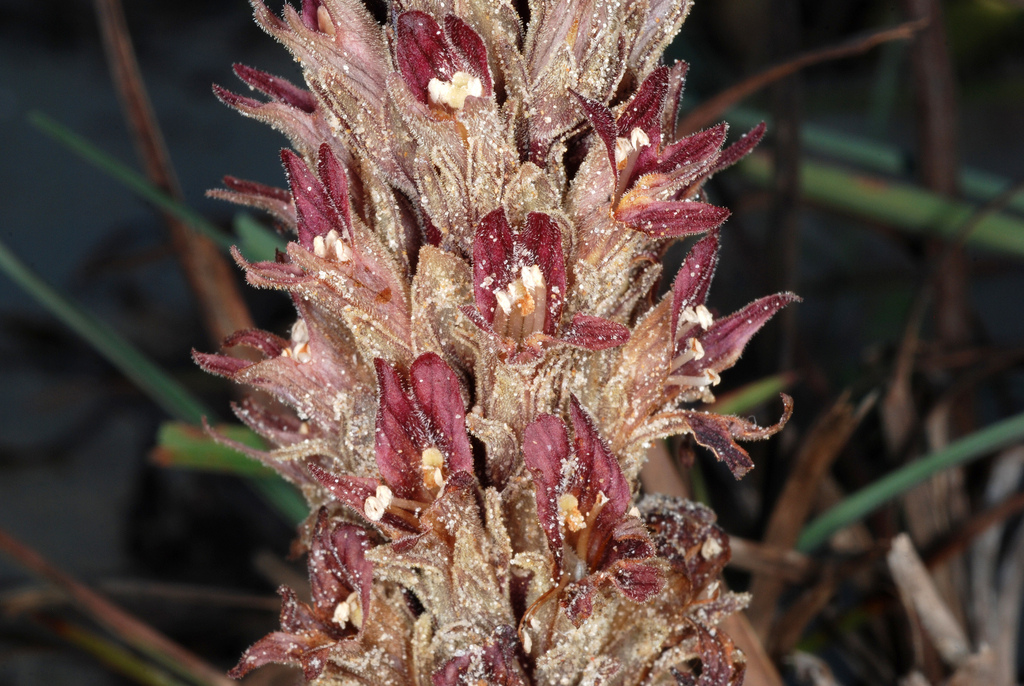 Louisiana broomrape (Aphyllon ludovicianum) - Botanical Realm