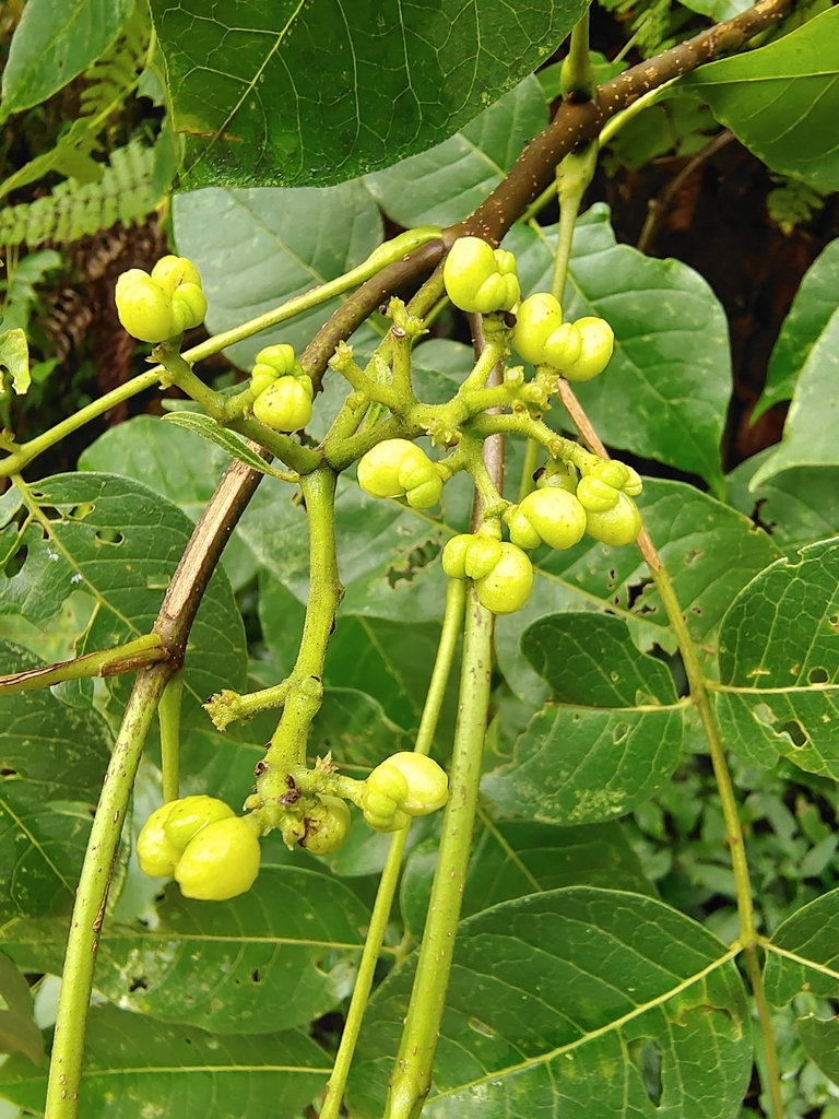 Tetradium ruticarpum from Yichun, CN-JX, CN on August 1, 2023 at 10:01 ...