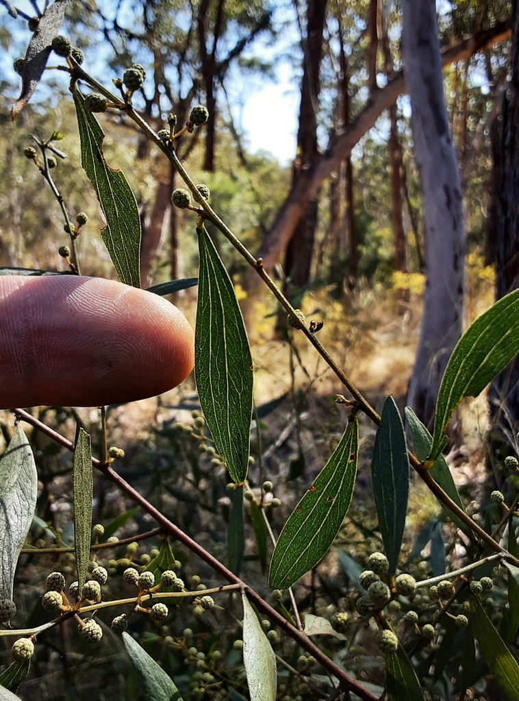 Varnish Wattle from Clandulla State Forest NSW 2848, Australia on ...