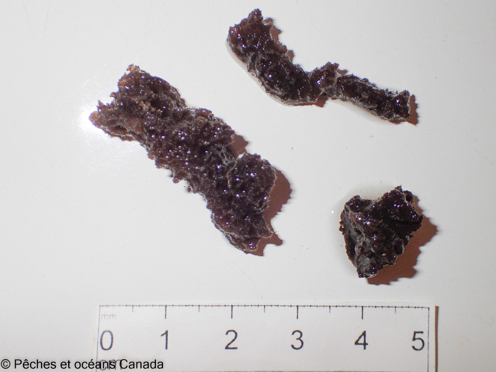 Iophon nigricans from Côte-Nord, QC, Canada on August 25, 2017 at 11:06 ...