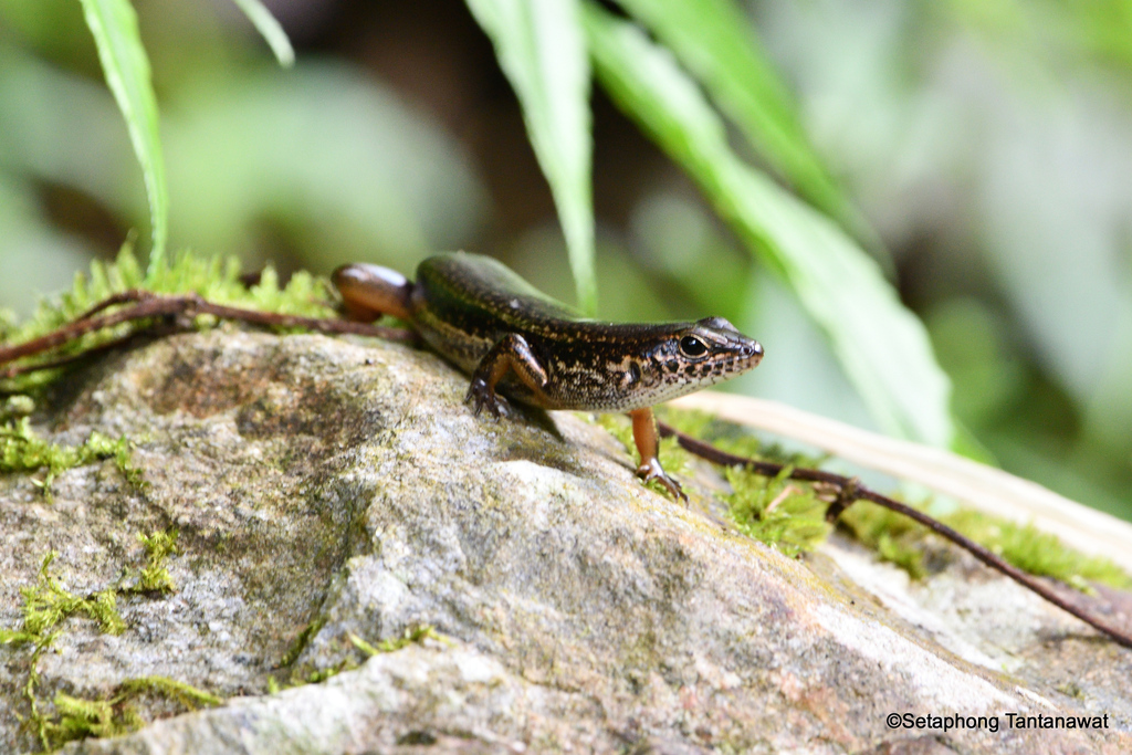 Indian Forest Skink from Yilan County, Taiwan on July 29, 2023 at 10:48 ...