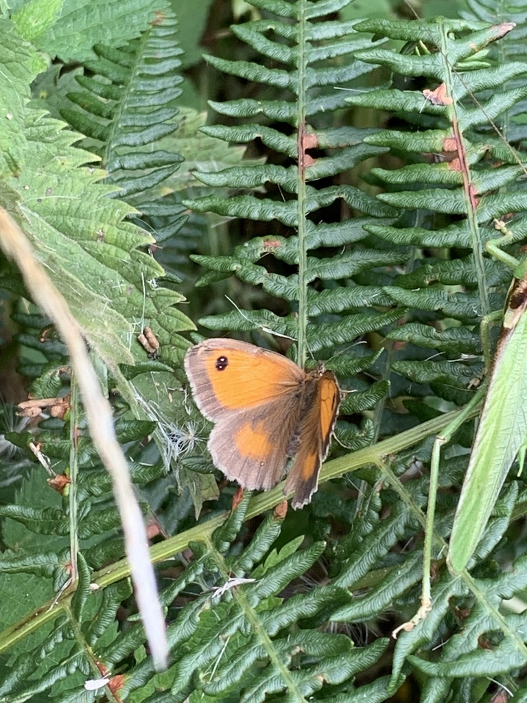 Gatekeeper from Suffolk Coast & Heaths AONB, Halesworth, England, GB on ...