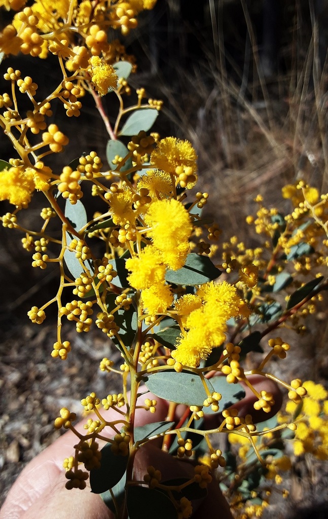 box-leaved wattle from Clandulla State Forest NSW 2848, Australia on ...