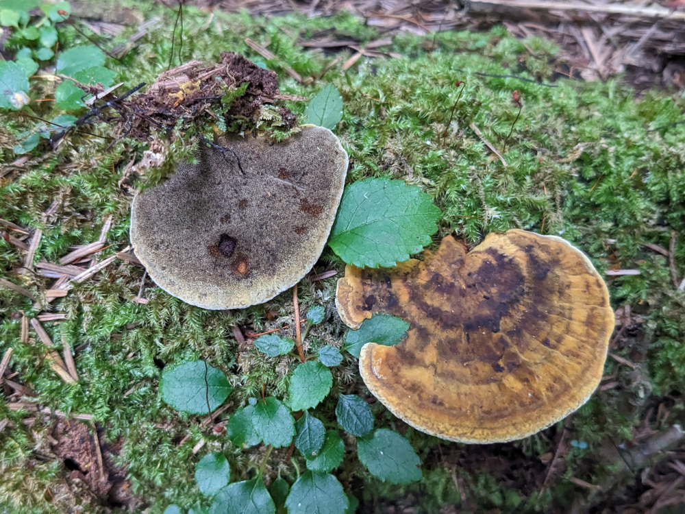 Fulvoderma scaurum in August 2023 by hiroko_s · iNaturalist
