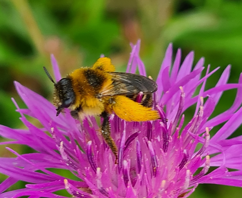 Common Pantaloon Bee from Danmark on August 4, 2023 at 12:52 PM by ...