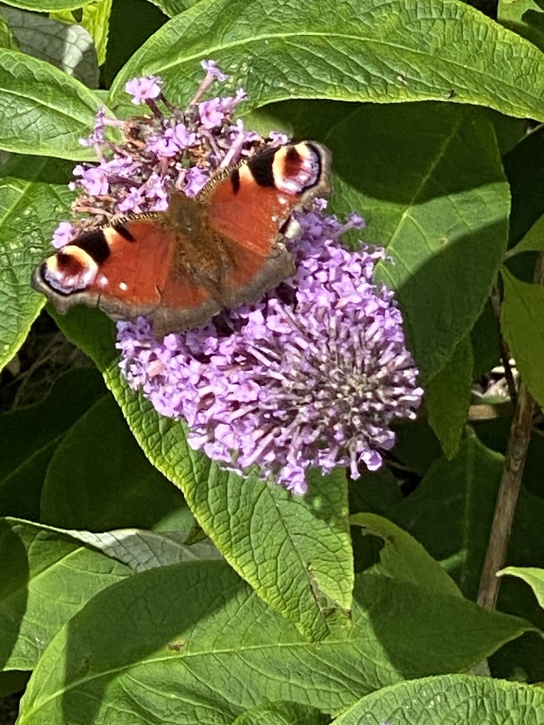European Peacock Butterfly from Cornwall, UK on August 4, 2023 at 12:39 ...