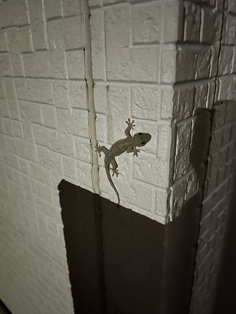 Japanese Giant Gecko in August 2023 by mako328 · iNaturalist