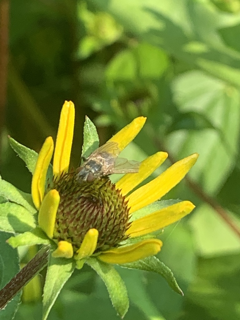 Calyptrate Flies from Richardson St, Brantford, ON, CA on August 4 ...