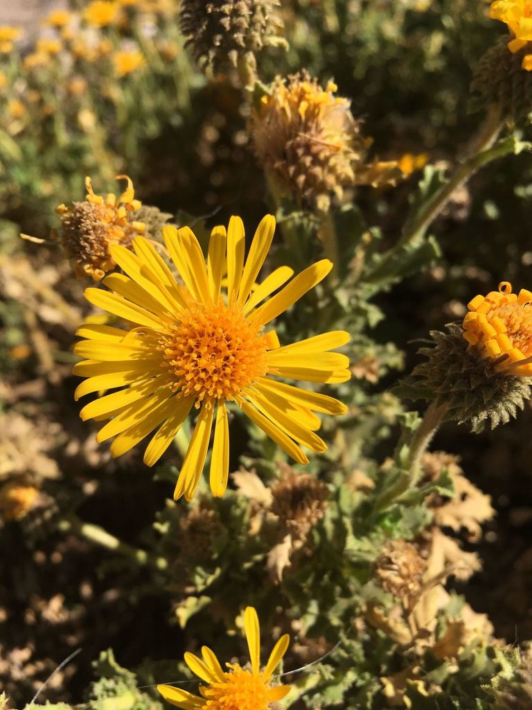 (Haplopappus rigidus) - Botanical Realm