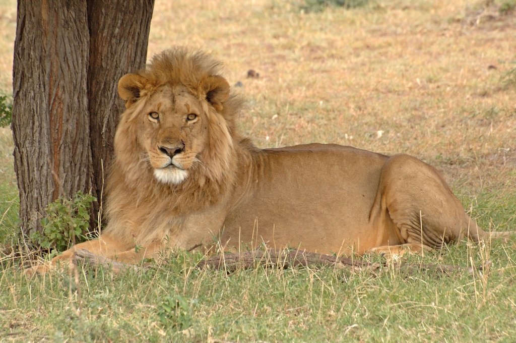 Southern Lion (Panthera leo melanochaita) - Know Your Mammals