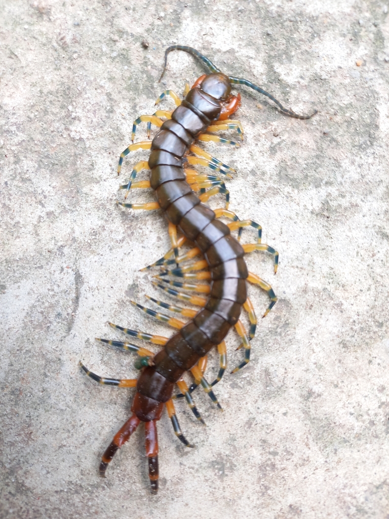 Giant Centipedes from Santa Bárbara do Pará - PA, 68798-000, Brasil on ...