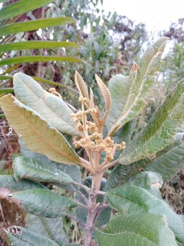 Brunellia tomentosa · iNaturalist