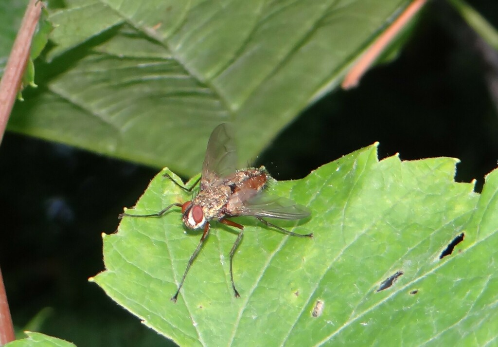 Dexia rustica from Голосеевский район, Киев, Украина, 02000 on August 4 ...