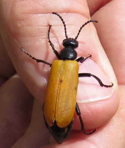 Pricklypoppy Blister Beetle (Meloid Beetles of the United States ...