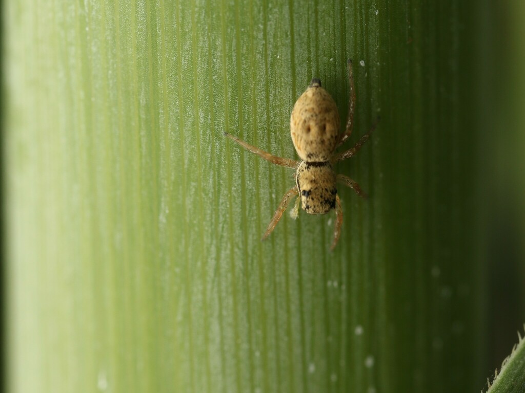 Wall Jumping Spiders from Tel Aviv-Yafo, Israel on August 4, 2023 at 11 ...