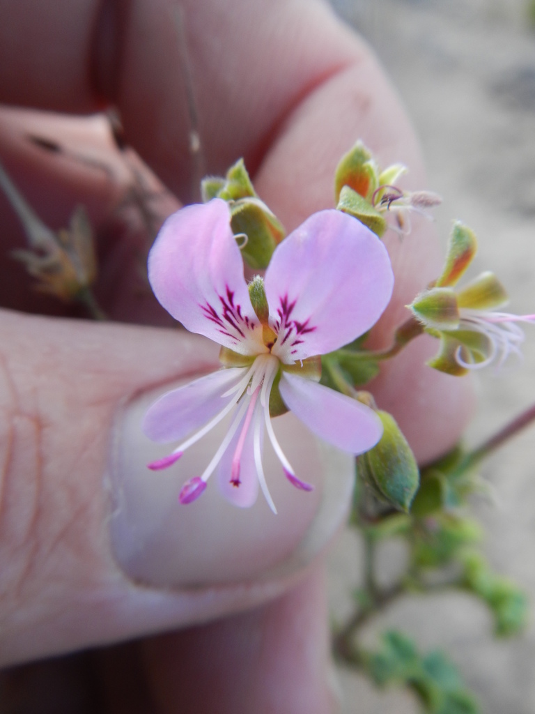 Rose-camphor Storksbill from Drie Kuilen on March 11, 2018 at 05:33 PM ...