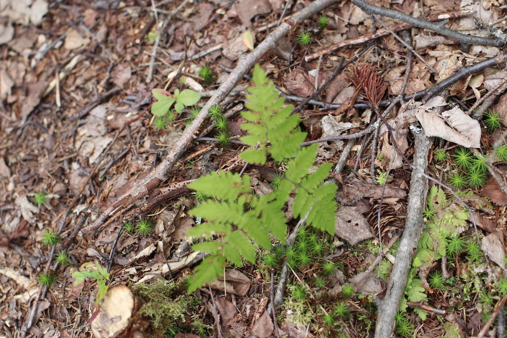 Pacific oak fern from Basher, Anchorage, AK, USA on August 3, 2023 at ...