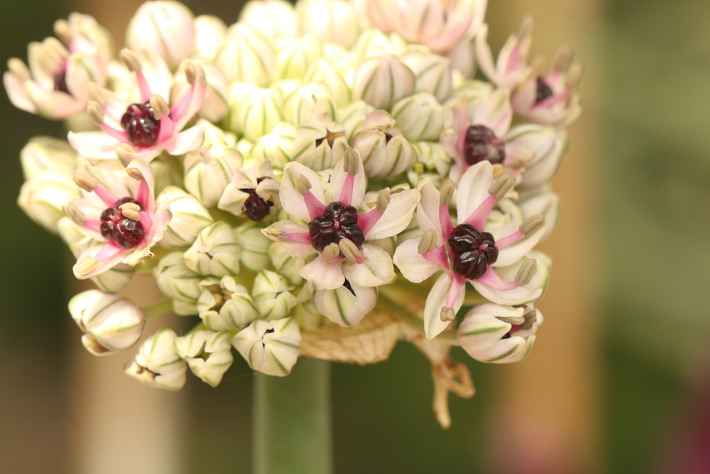 Allium basalticum in March 2023 by Chaym Turak · iNaturalist