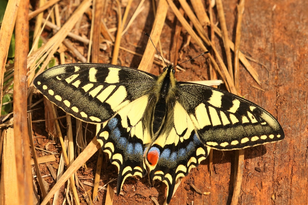 British Common Swallowtail from Hickling Broad, Norwich, England, GB on ...