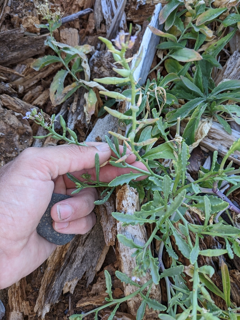 American searocket from Seattle, WA 98166, USA on August 1, 2023 at 08: ...