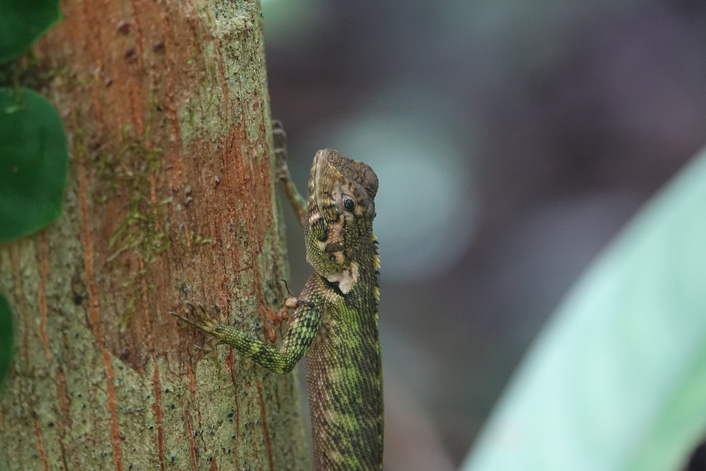 Blue-Lipped Tree Lizard from Barras, El Encanto, Amazonas, Colombia on ...