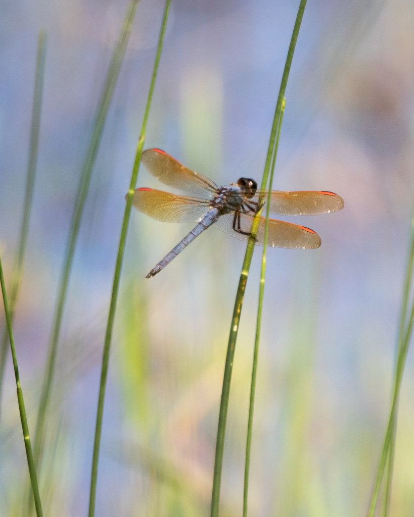 Purple Skimmer in August 2023 by Meryl Green · iNaturalist