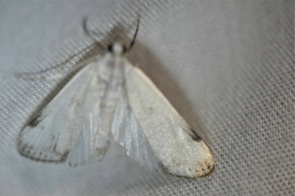 Polymorphic Pondweed Moth from Polk County, FL, USA on August 3, 2023 ...