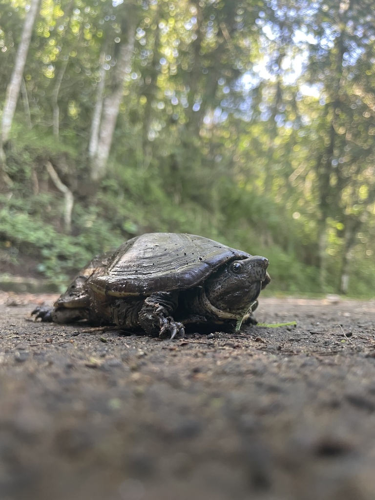 Herrera's Mud Turtle from Sendero de la Biodiversidad, Xalapa, Ver., MX ...