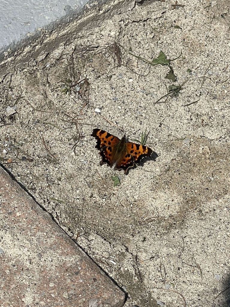 Green Comma from Fushimi Lake Provincial Park, Cochrane, Unorganized ...