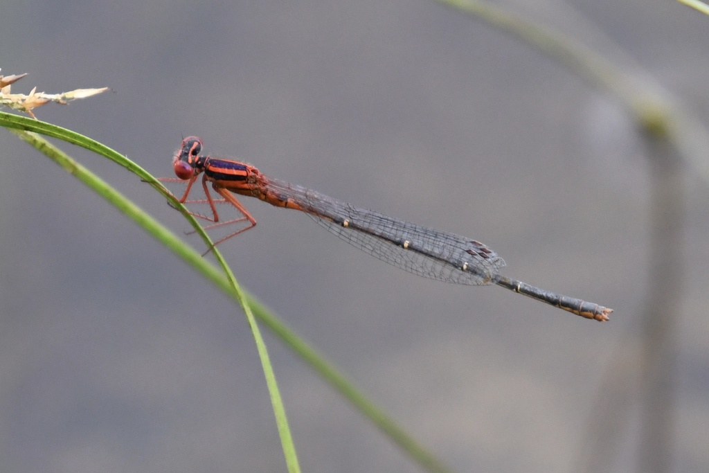 Scarlet Bluet in August 2023 by Tim Healy · iNaturalist